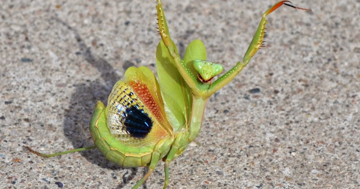 Pursuing Sol: Have you ever seen a praying mantis strike the whoop ass ...