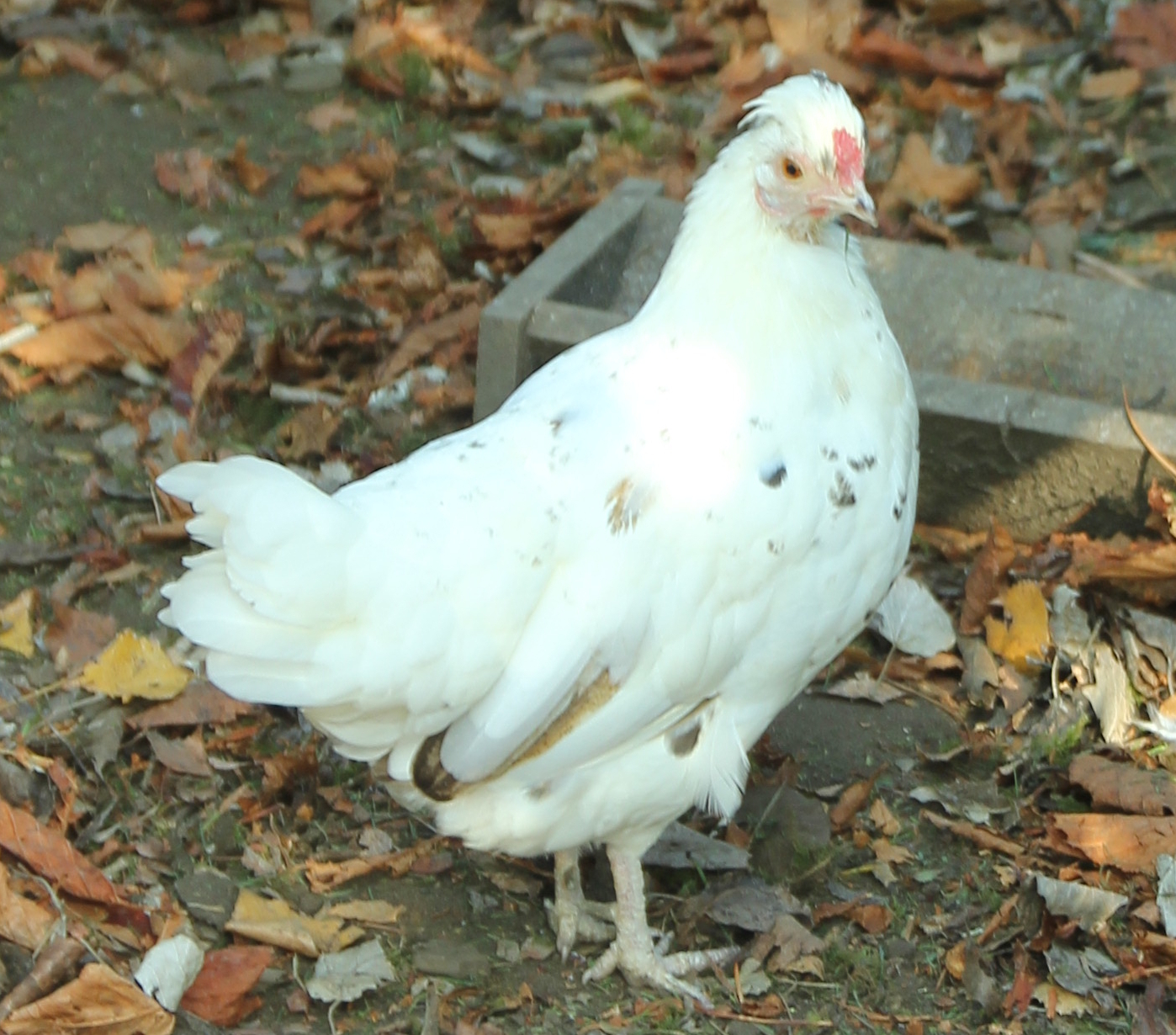 The strange case of the fading hen - Angélique turns from black to ...