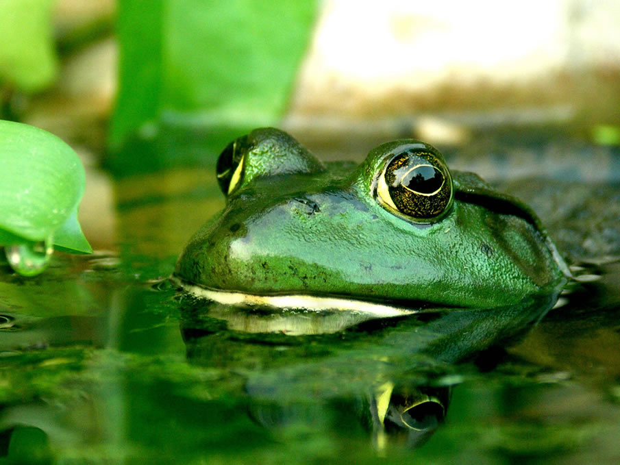 best photos 2 share: 8 Frogs from Every Corner of the World