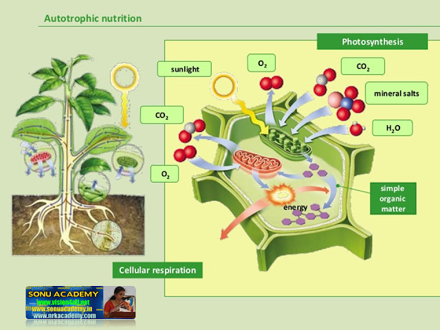 SONU ACADEMY: AUTOTROPHIC NUTRITION-TEXT