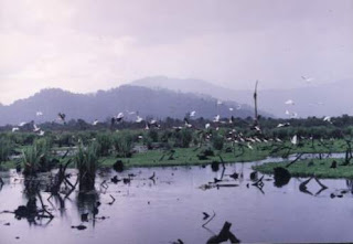 Jendela Dunia: Rawa Aopa Watumohai National Park