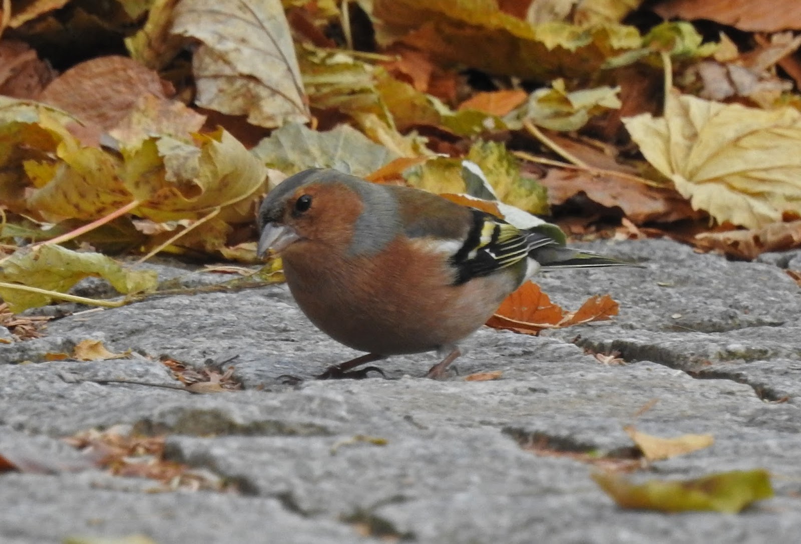 Natura i Territori: Els ocells a l’hivern