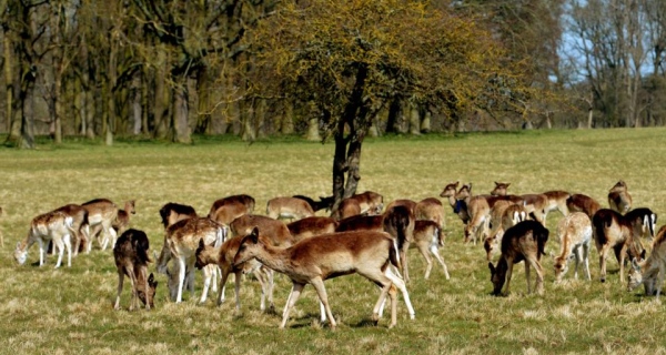 "THE HIGH COST OF TOO MANY DEER" | Deer Alliance Blog