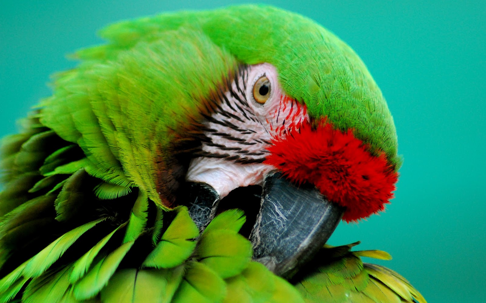 Parrot | High Resolution Wallpapers and Pictures collection