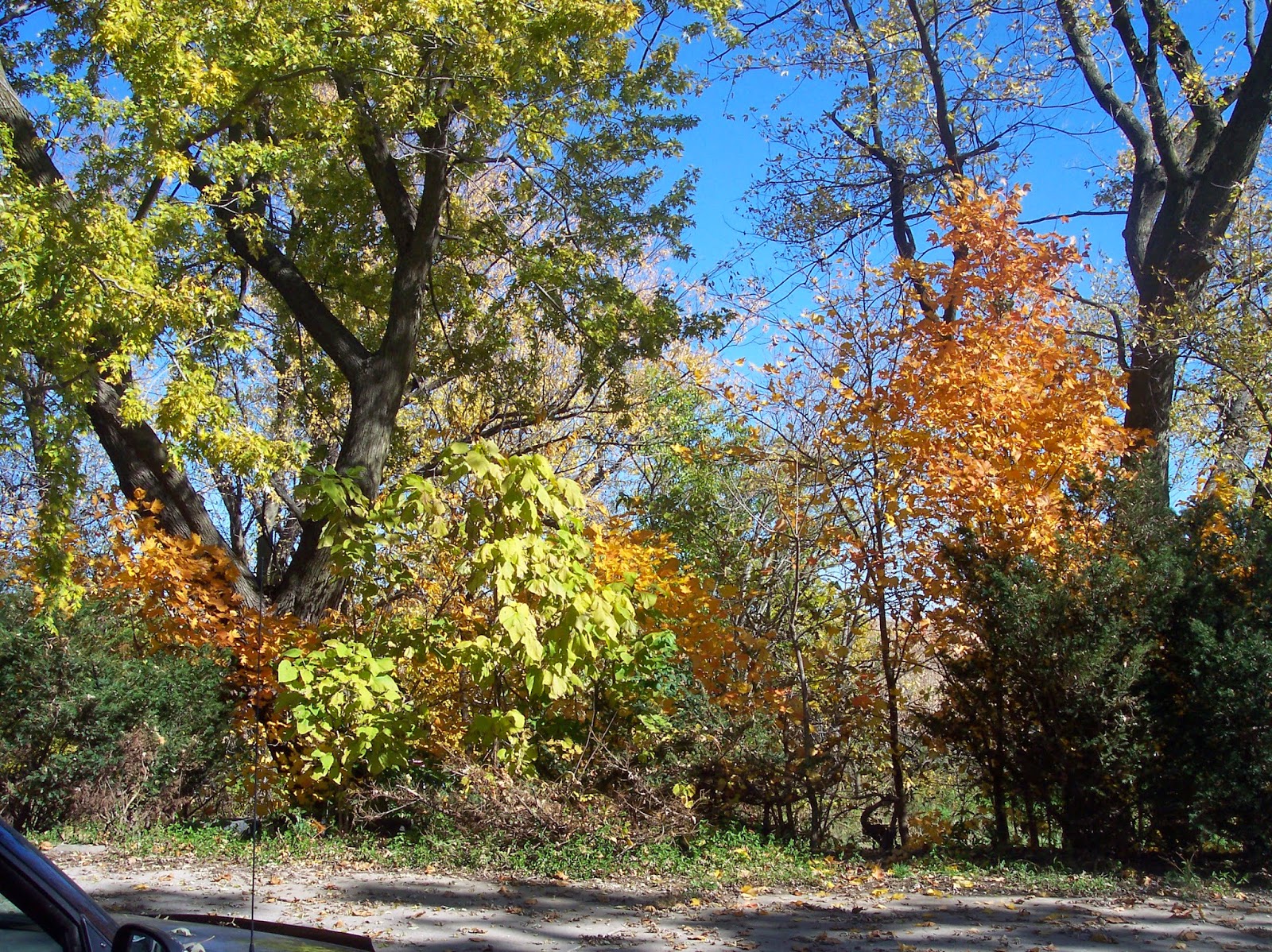 Pine View Angus Farms