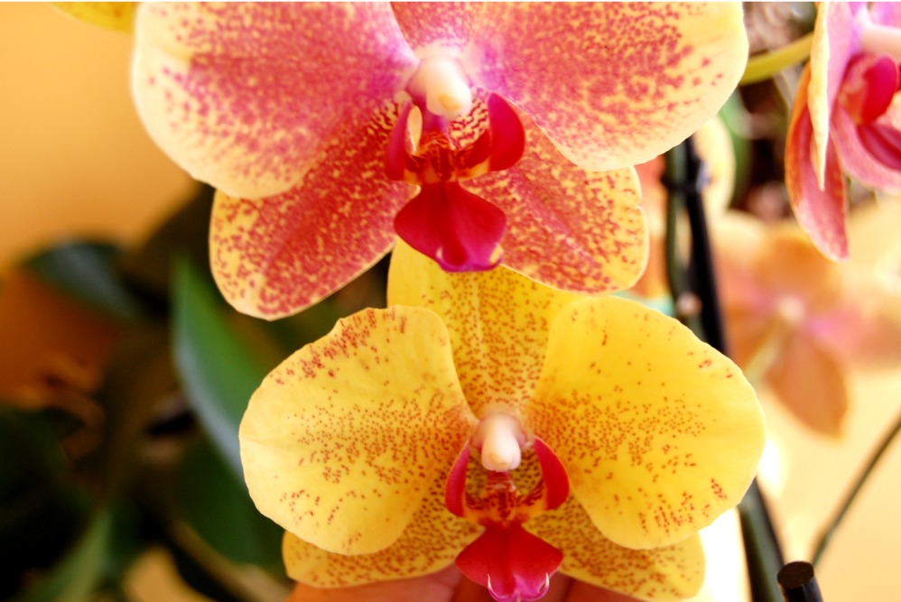 Orquideas4all: Flores de orquídeas