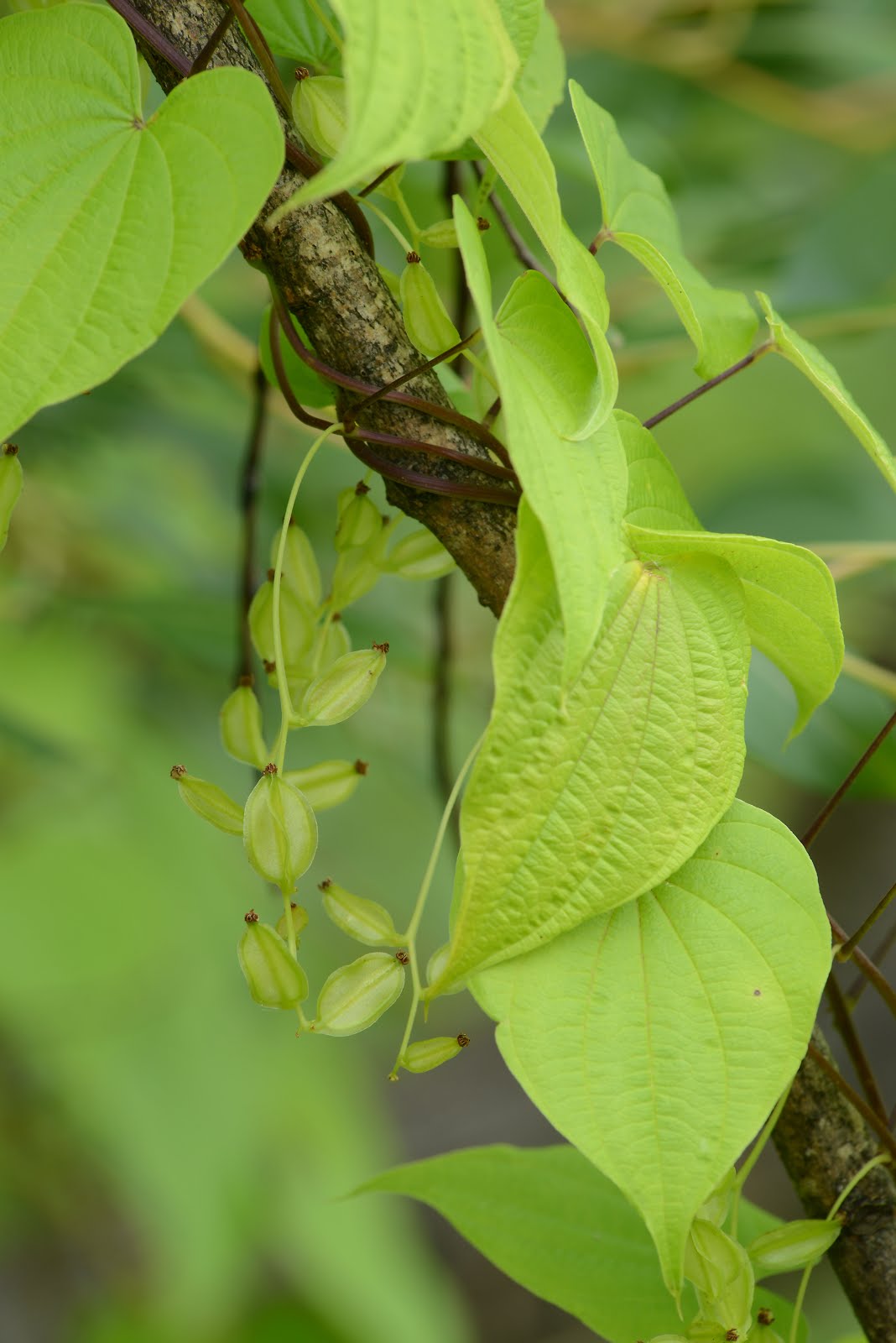 Indiana Plant A Day: Wild Yam