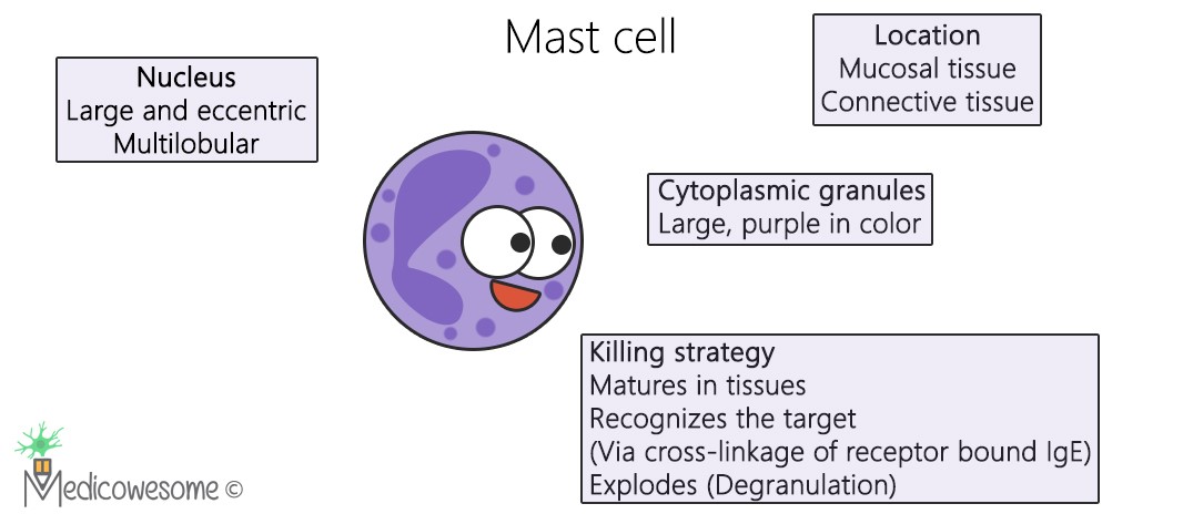 Immense Immunology Insight: Mast cell
