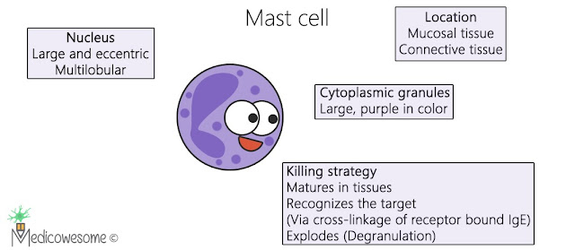 Immense Immunology Insight: Mast cell