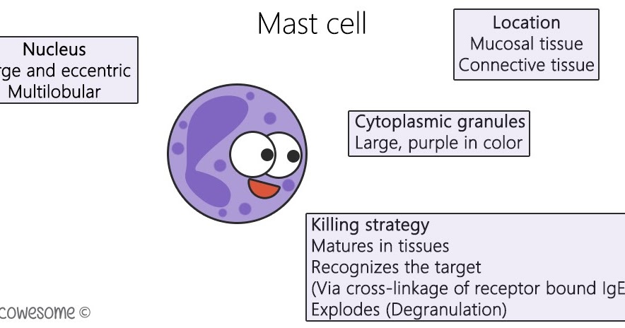 Immense Immunology Insight: Mast cell