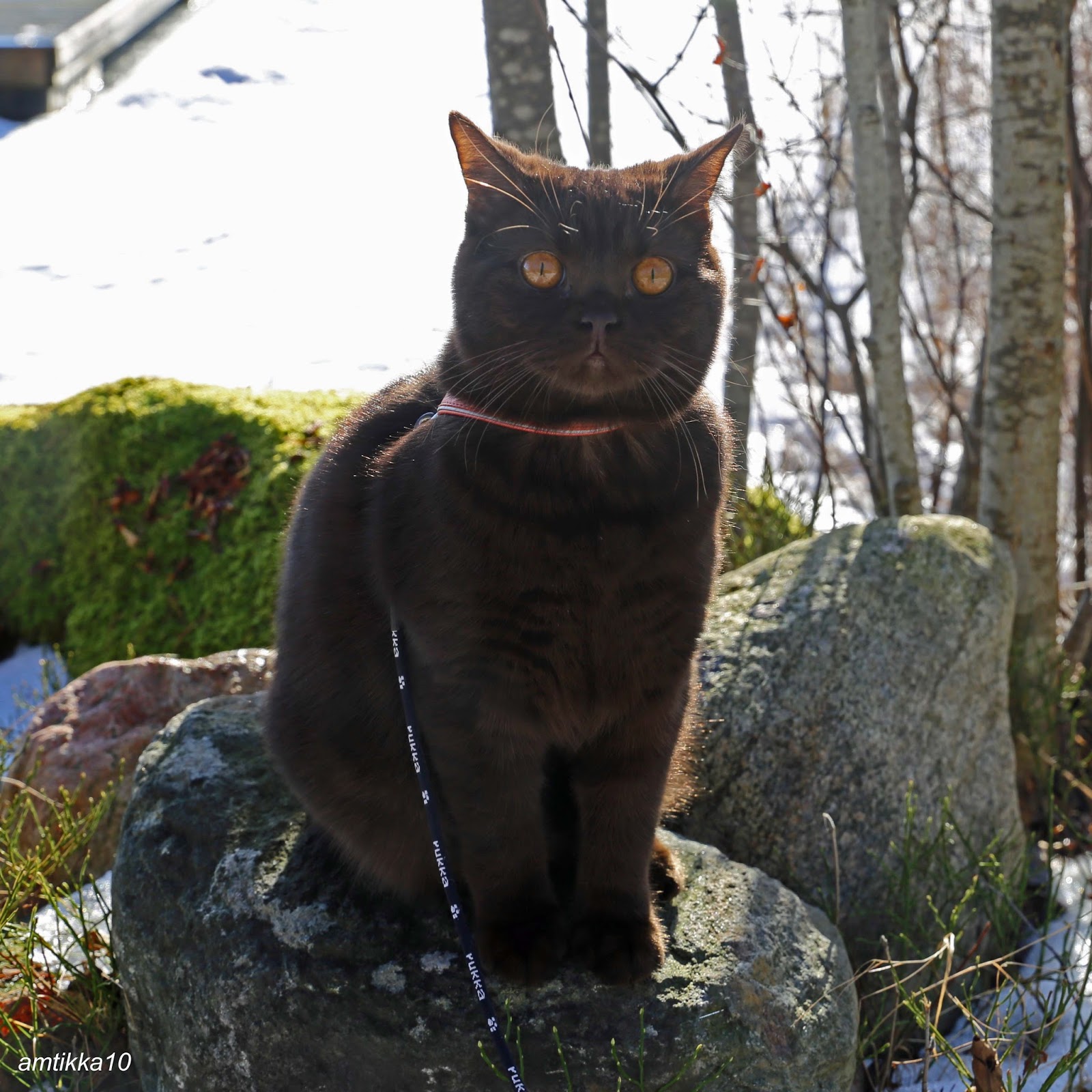 Dali -kissan surrealistinen päiväkirja: Olenkohan tulossa vanhaksi ...