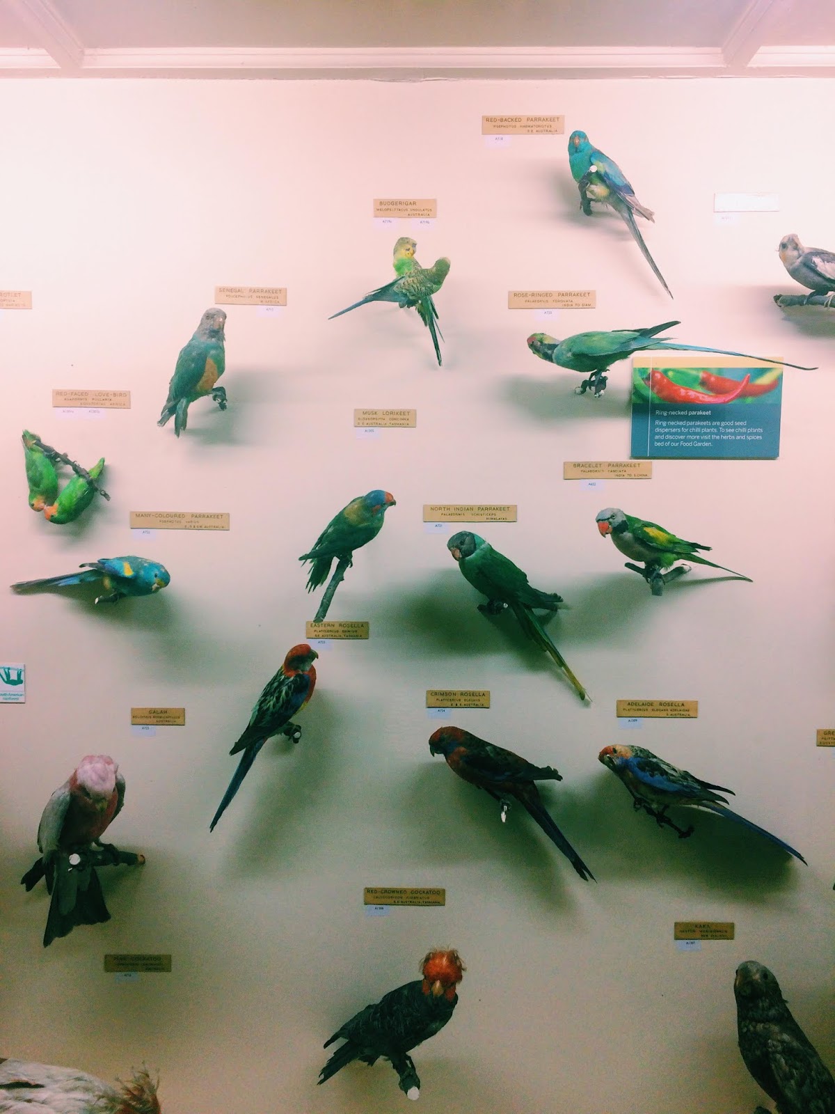 The Horniman Museum and Gardens - Under The Scottish Rain