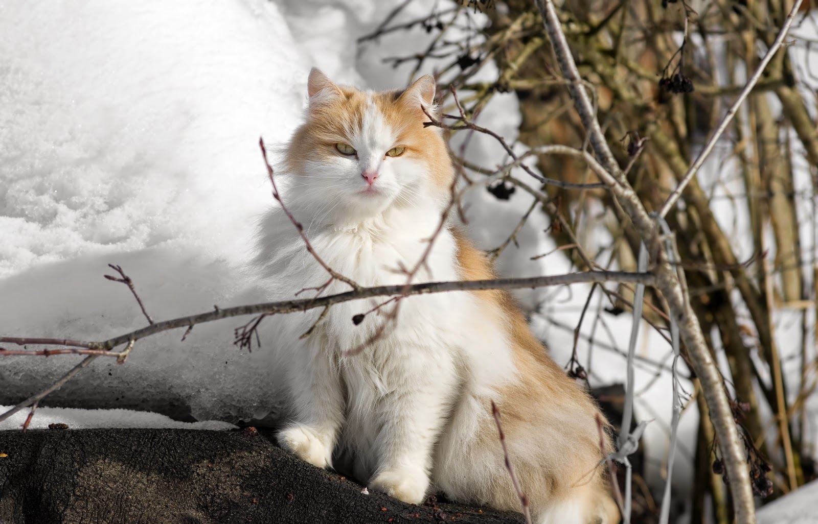 All About Our Pets: How To Care For Outdoor Cats In Winter