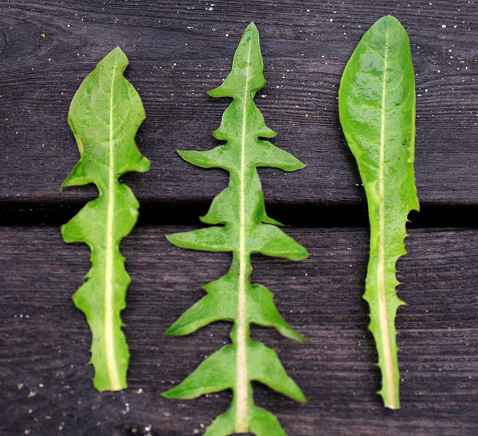 Alexandras örtskola: Grönsak och magmedicin