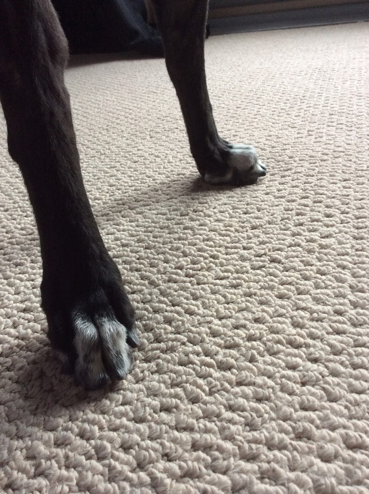 Northern Lights Greyhound Adoption Dog Blog: Adventures in Nail Care