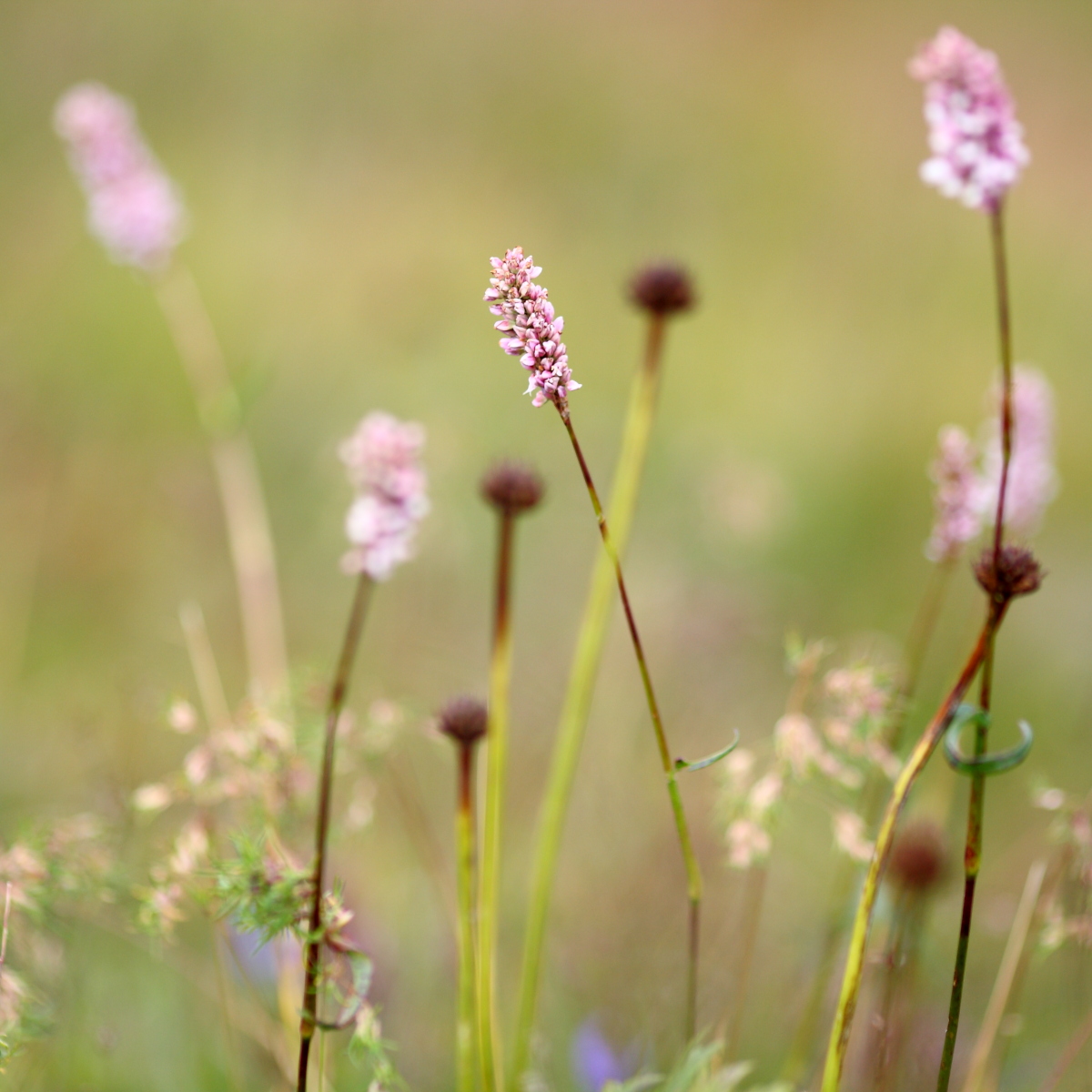 PhotoTrip: Polish Flowers