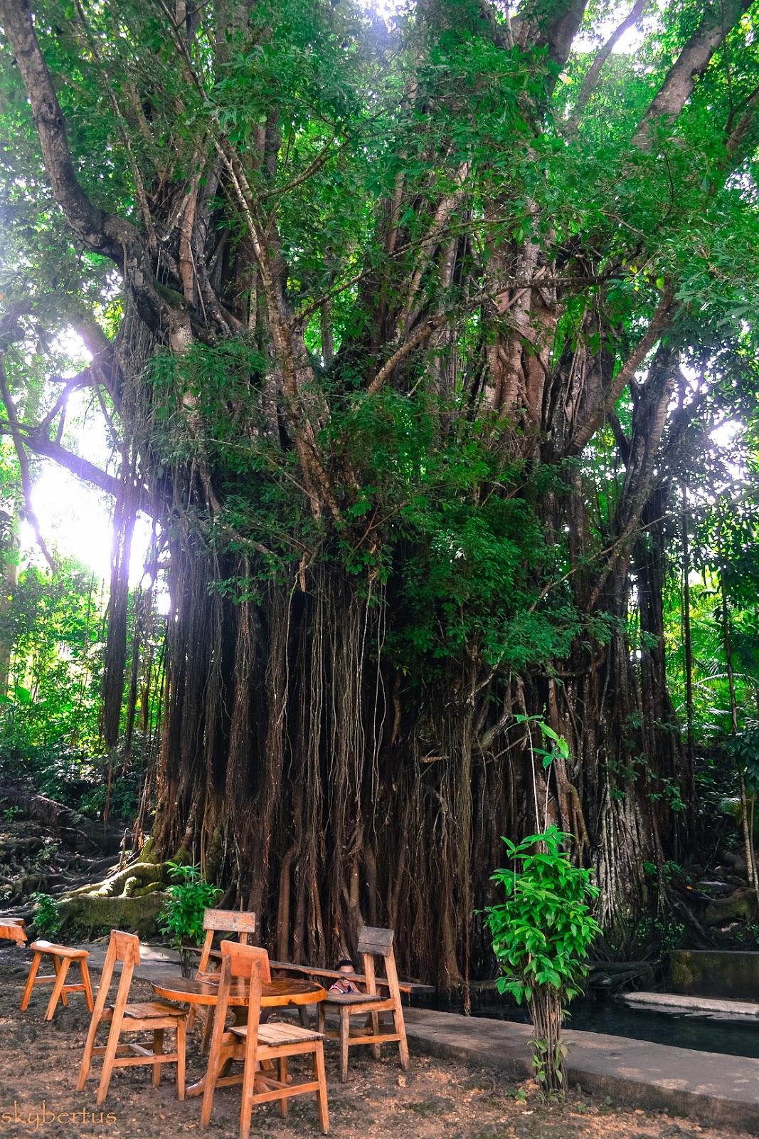 Wander With Sky: Siquijor TravelSeries : Enchanted Old Balete Tree