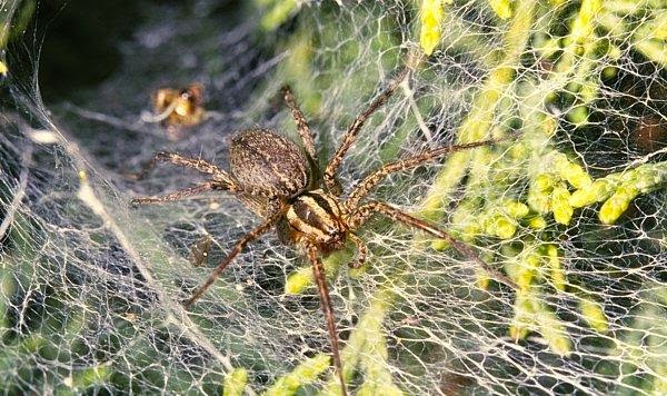 ANG KAPAYAPAAN: Ang Bahay Ng Gagamba - (unang edisyon)