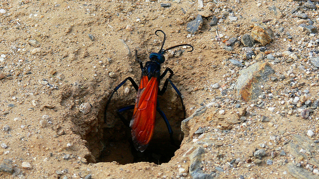 The Tarantula Hawk Wasp - Ruthless ‘Raptor’ of the Insect World | The ...