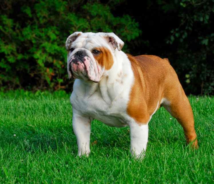 Bulldog: The Muscular Dog | Dog Lovers Pictures