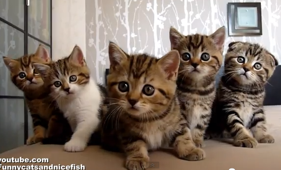 [VIDEO] Gatitos bailando al ritmo de una melodía es lo más visto en ...
