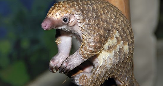 Latest Funny Pictures: About Funny Pangolin And Pictures