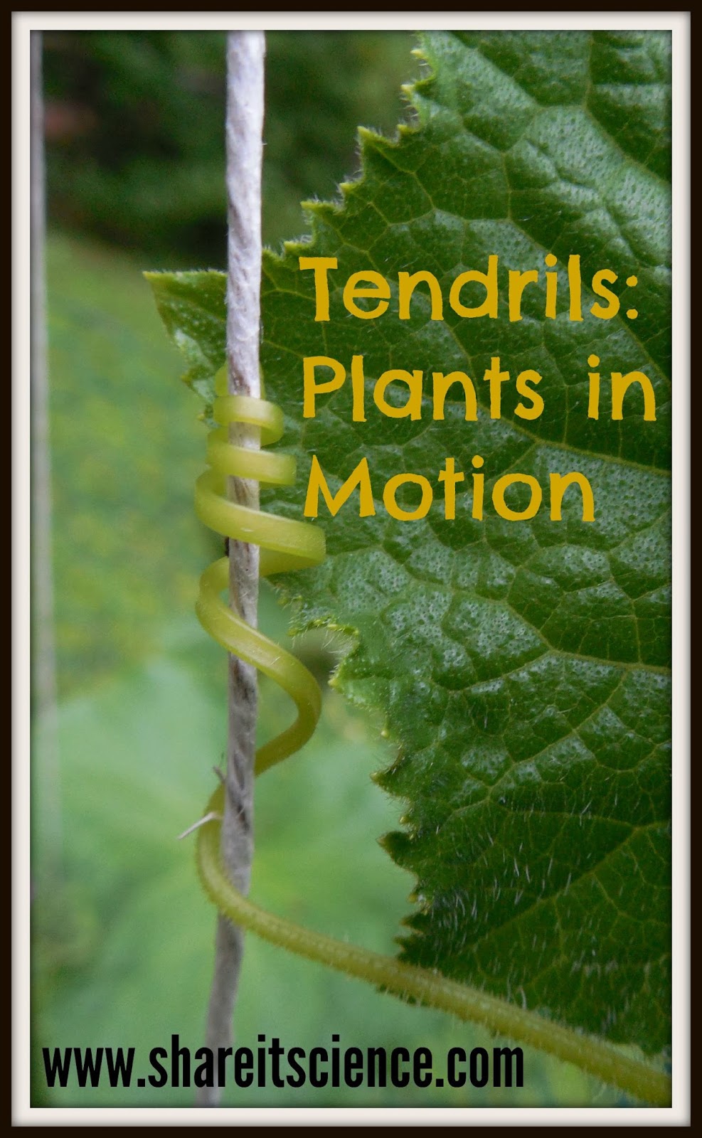 Share it! Science : Glimpse of the Garden: Week 16, Tendrils- Plants in ...