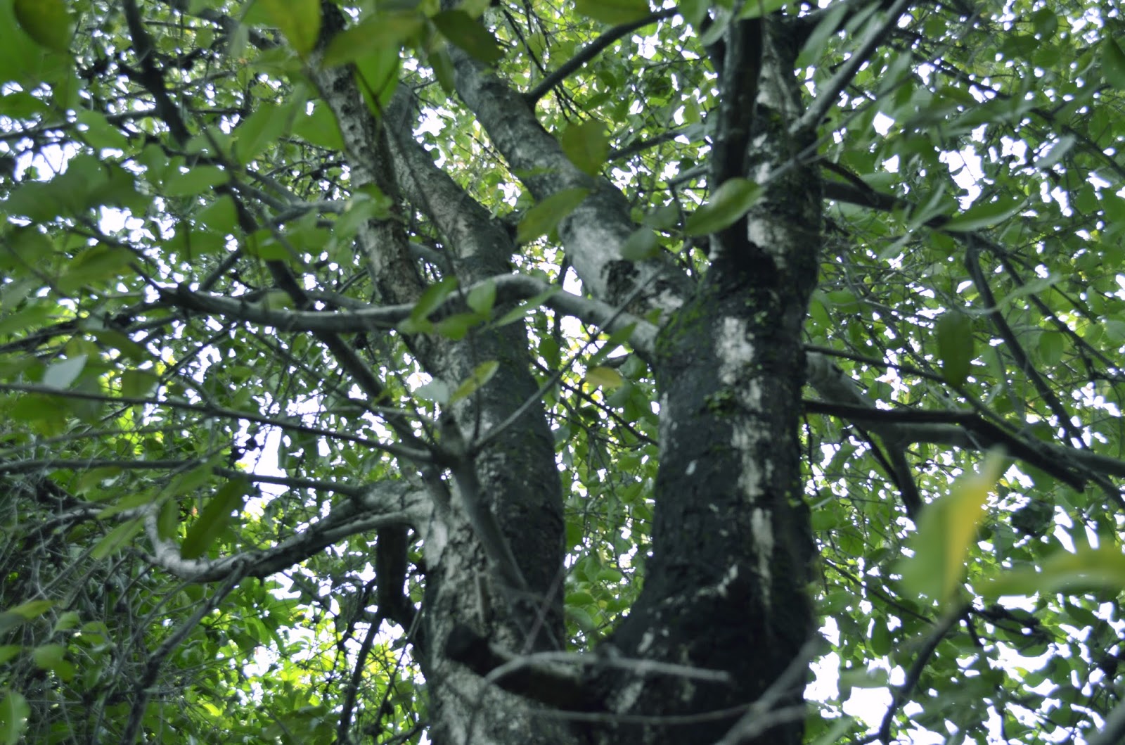 Catatan Kecil Tentang Buah: Juwet - Jamblang - Duwet - Jambu Juwat ...