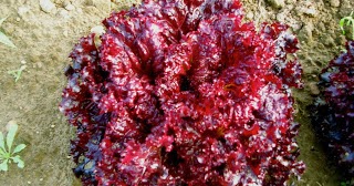 Budidaya Tanaman Selada Merah - tes