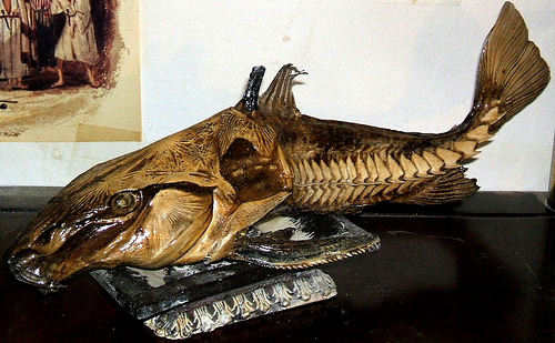 Fishes Images: Antenna codlet