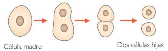 BIOLOGY AND CHEMESTRY: GRÁFICA E FISIÓN BINARIA O BIPARTICIÓN