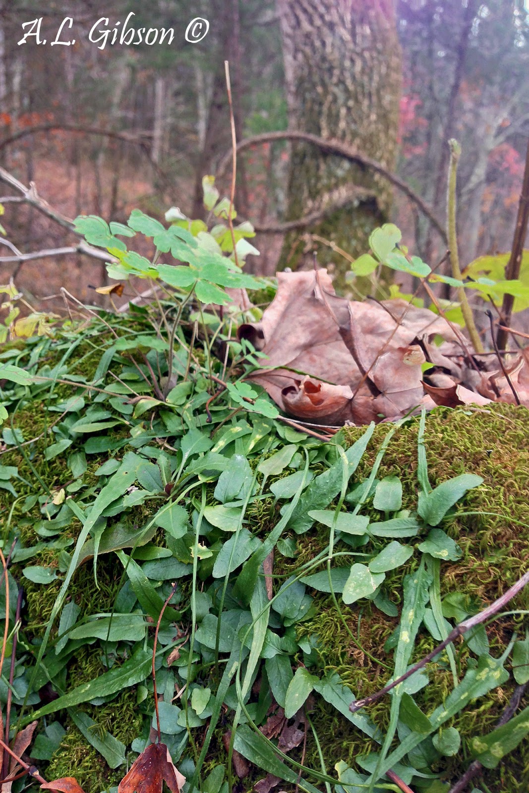 The Buckeye Botanist: The Asplenium Ferns of Ohio