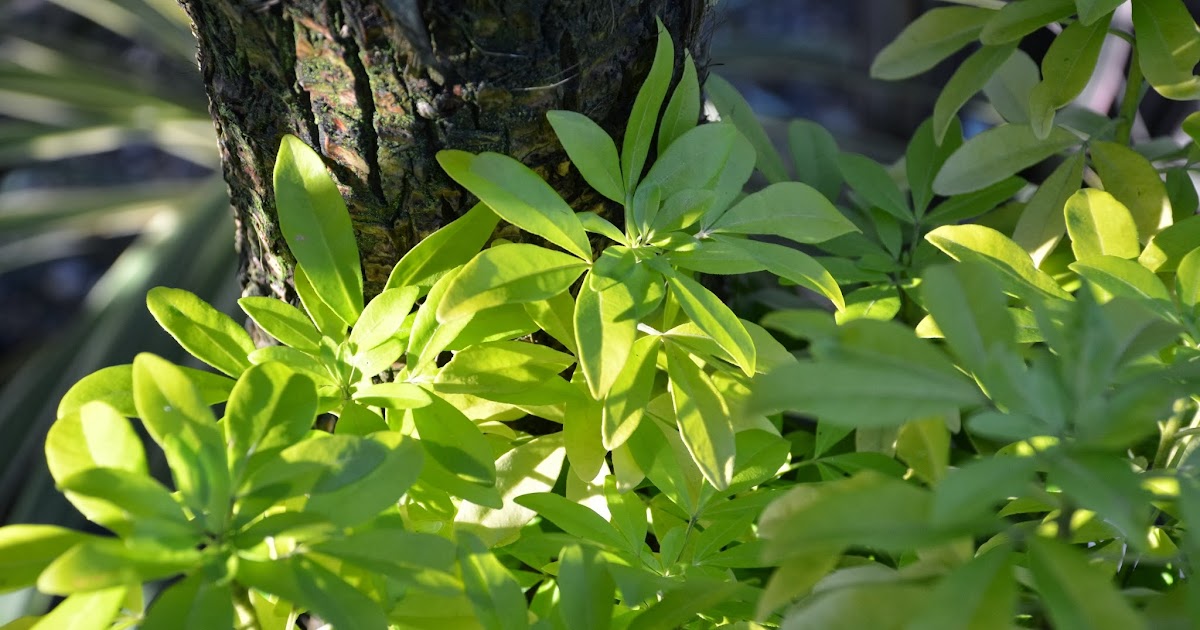 MEXICAN ORANGE BLOSSOM - Choisya ternata |The Garden of Eaden