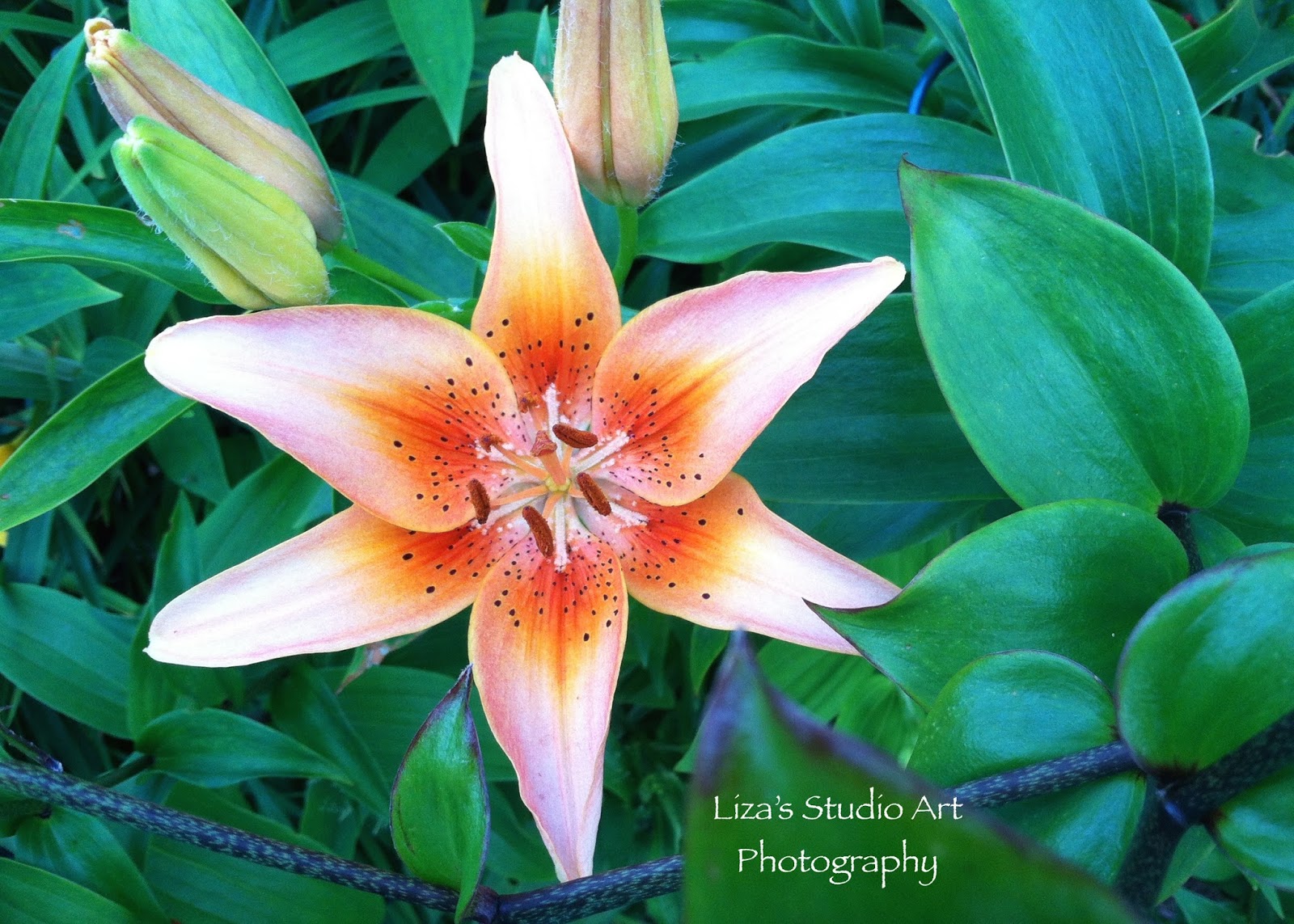 Liza's Studio: Lily Flowers Photography