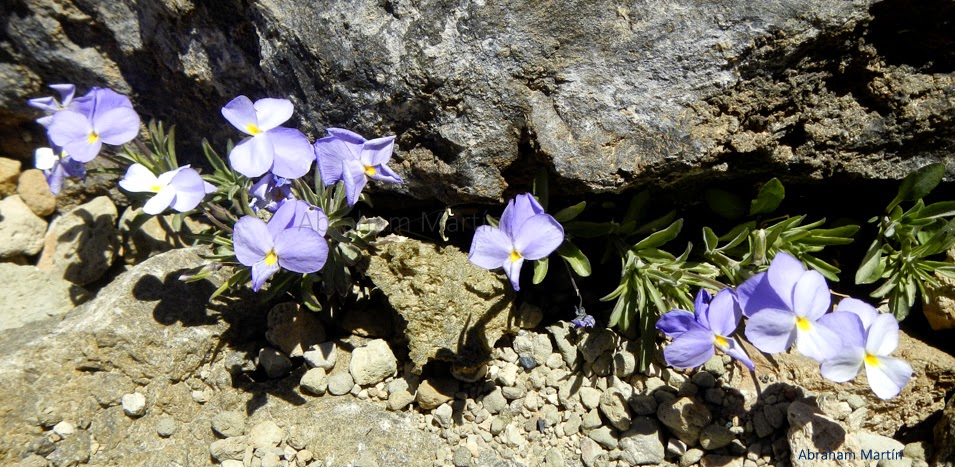 TENERIFE EN IMÁGENES: VIOLETA DEL TEIDE EN FLOR (MAYO, 2015)