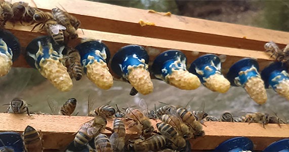 JC's Bee Blog: JC's Queen Rearing Series...A Guide To Raising Your Own ...