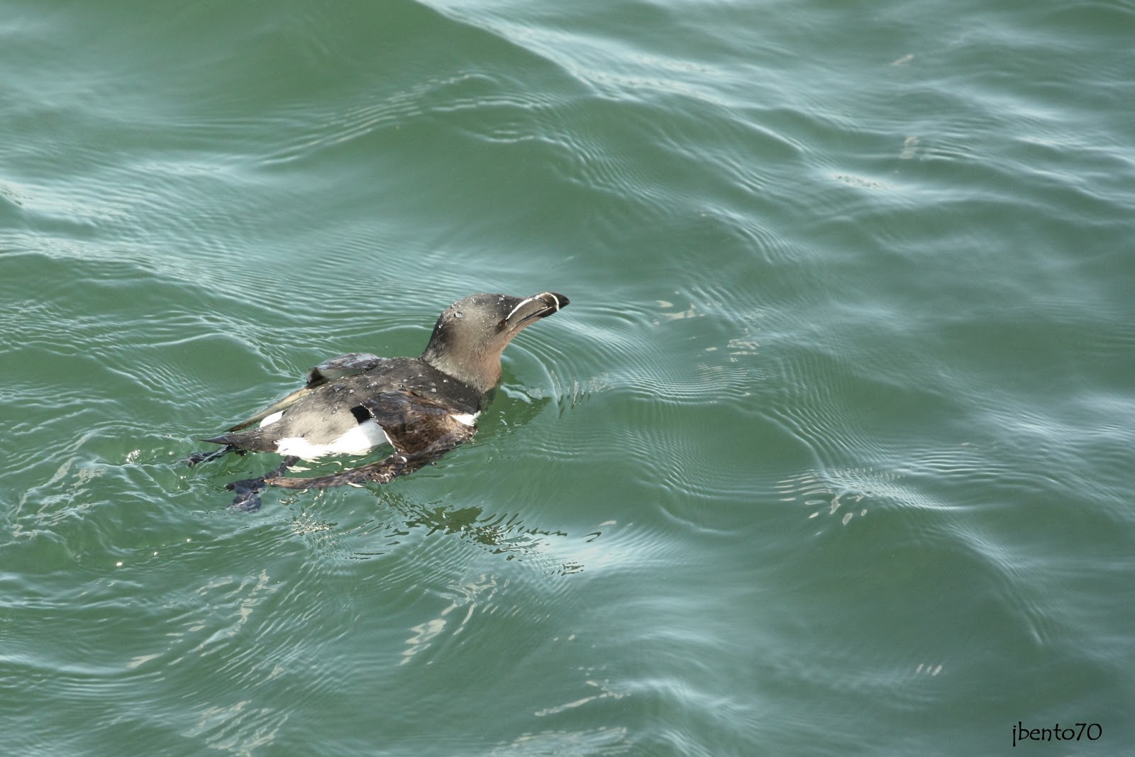 Birding Cascais: Torda-mergulheira / Razorbill (Alca torda) na Baía de ...