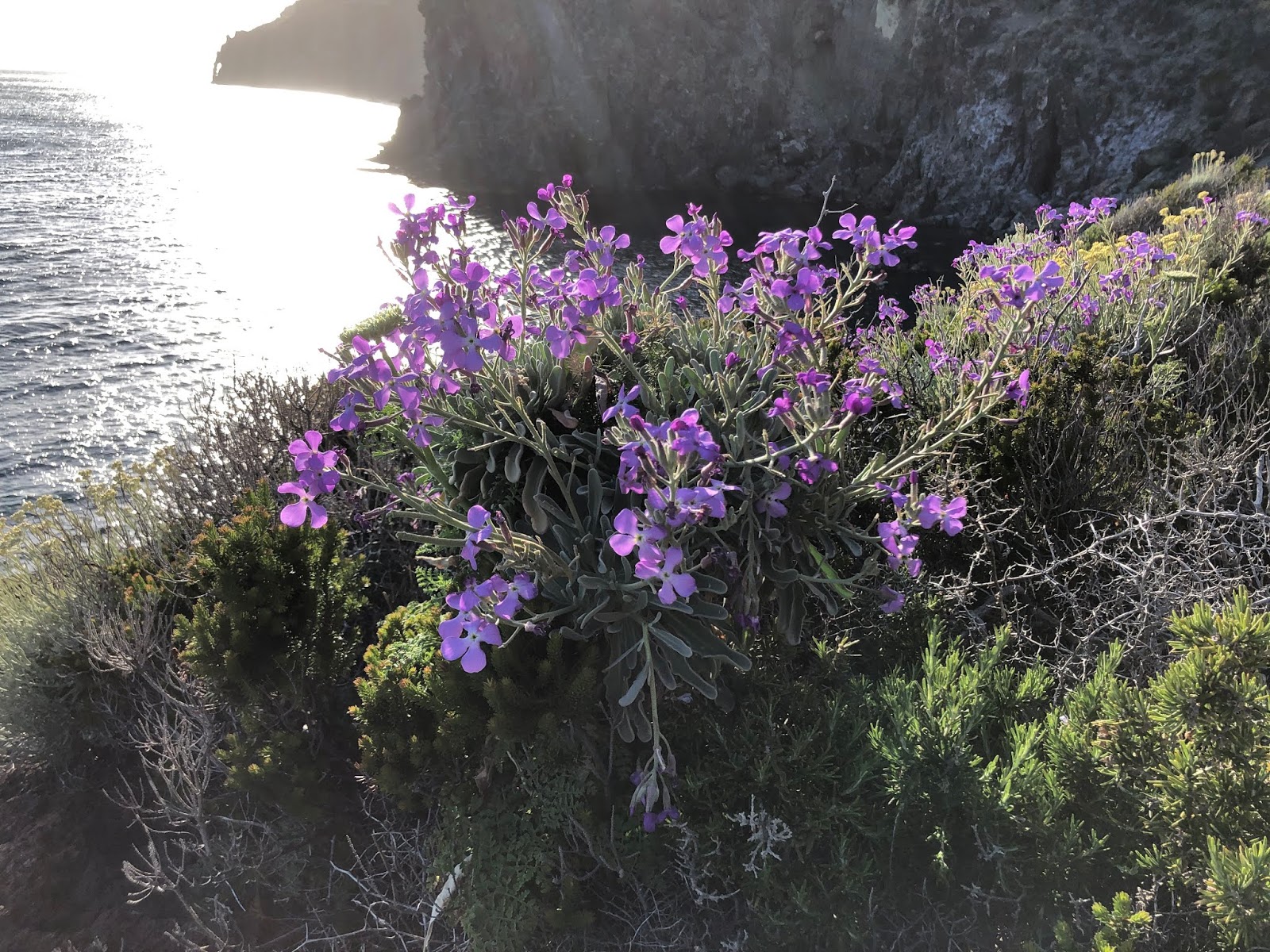 TravelMarx: Selected Flora of Pantelleria (Sicily, Italy)