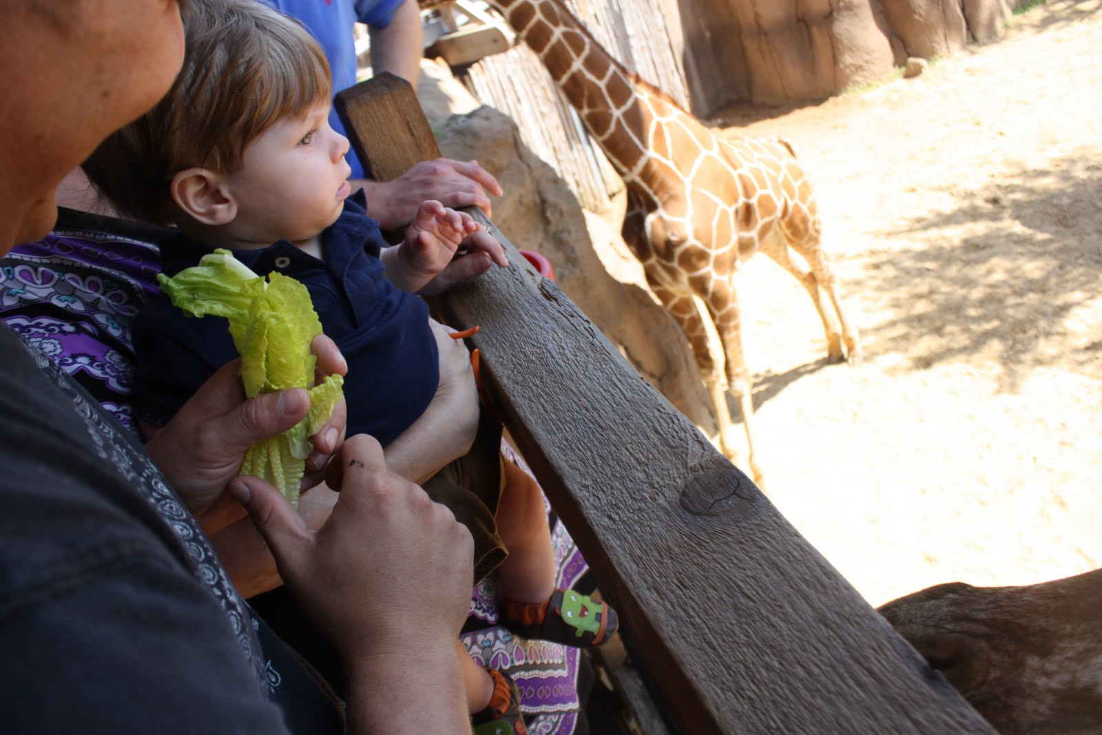 Jamesie beats the tumor: Giraffe Baby at the Dallas Zoo!