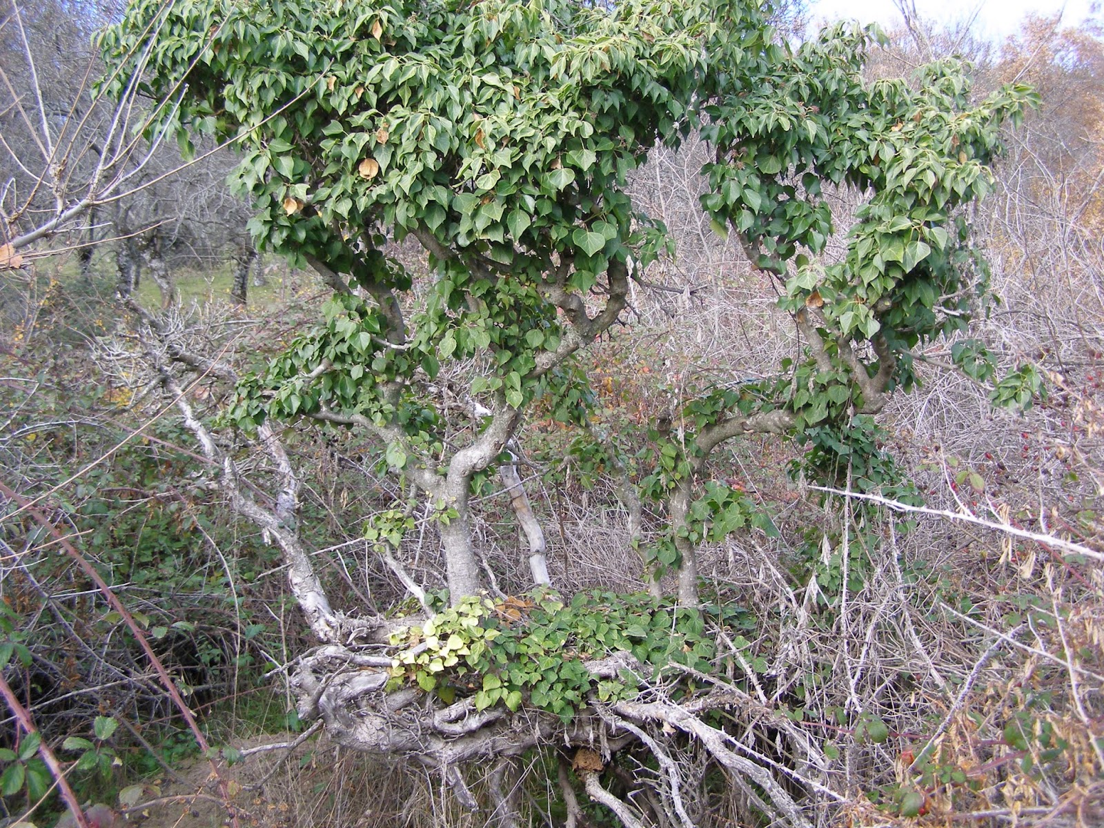 Historias de Moral y Zarzal: ¿Qué pasó realmente con Zarzal?