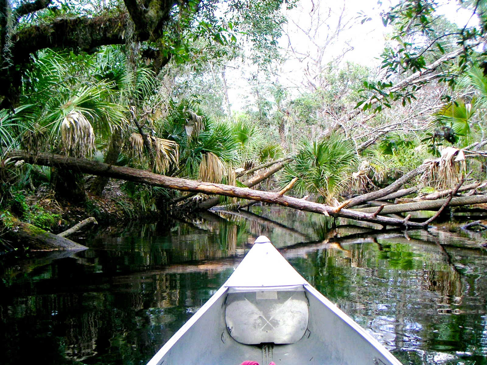 Chuck's Adventures: Canoeing Florida's Juniper Run