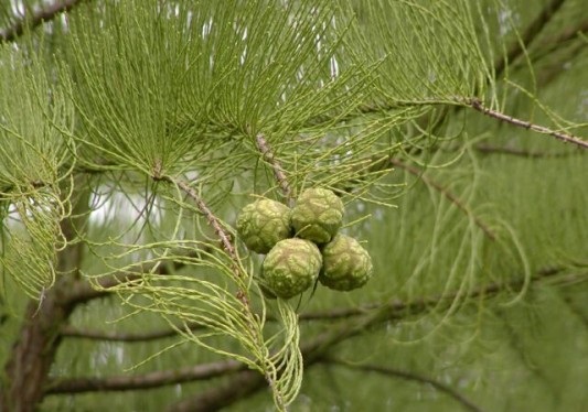 Trees Planet: Taxodium ascendens - Pond Cypress
