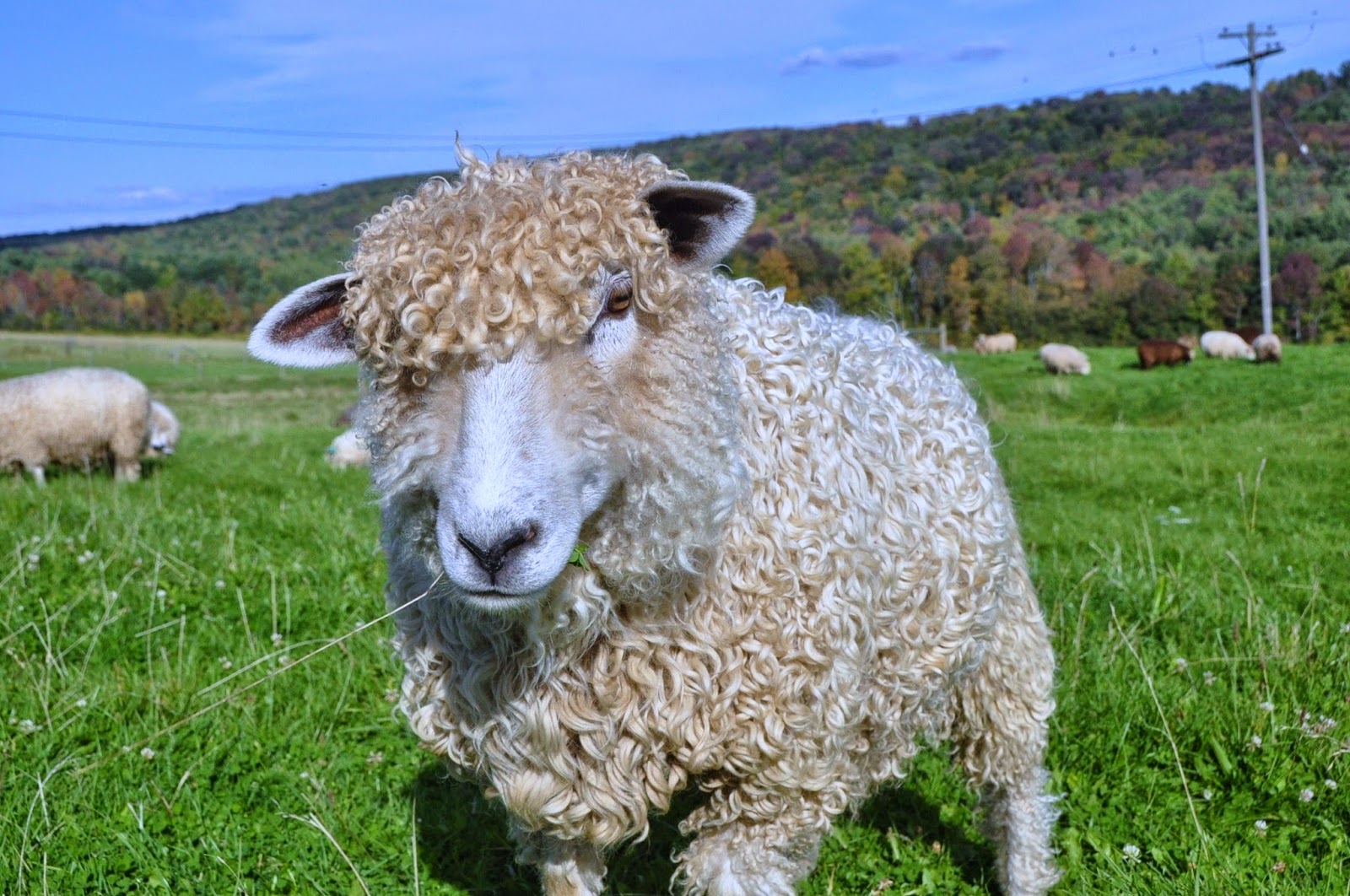 Knee Deep in Sheep: Back to Reality