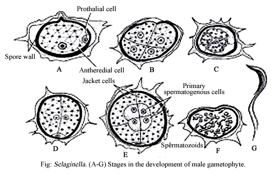 SELAGINELLA - CLASSIFICATION, STRUCTURE OF SPOROPHYTE, REPRODUCTION ...
