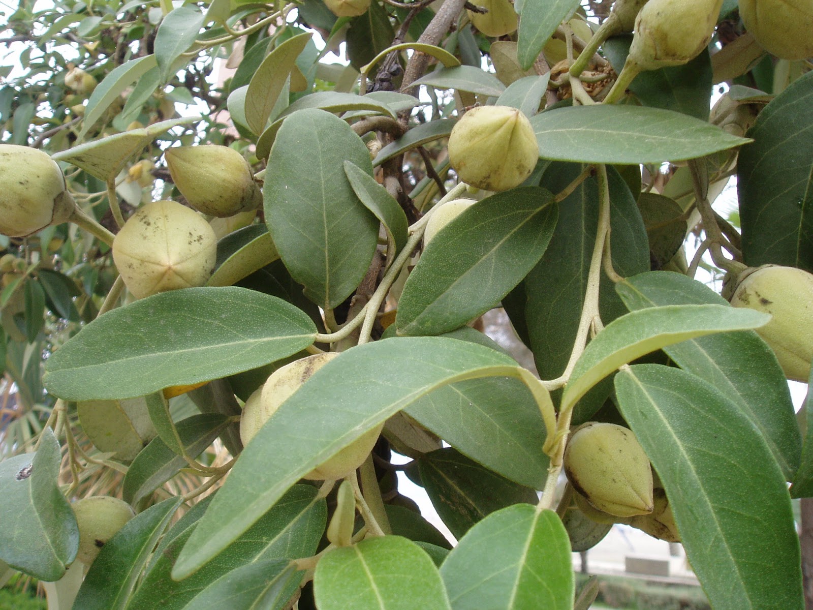 LAGUNARIA: Lagunaria patersonia | Plantas rioMoros