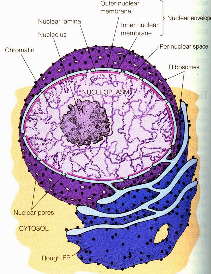 Ciencias de Joseleg: Introducción al núcleo celular, fisiología.