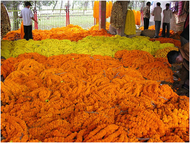 We love Our Bangladesh: Marigold flower or Gada/Genda ful is a common ...