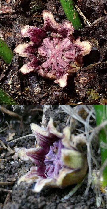 Τέχνης Σύμπαν και Φιλολογία: Υπόγεια λουλούδια μιμούνται τα μανιτάρια ...