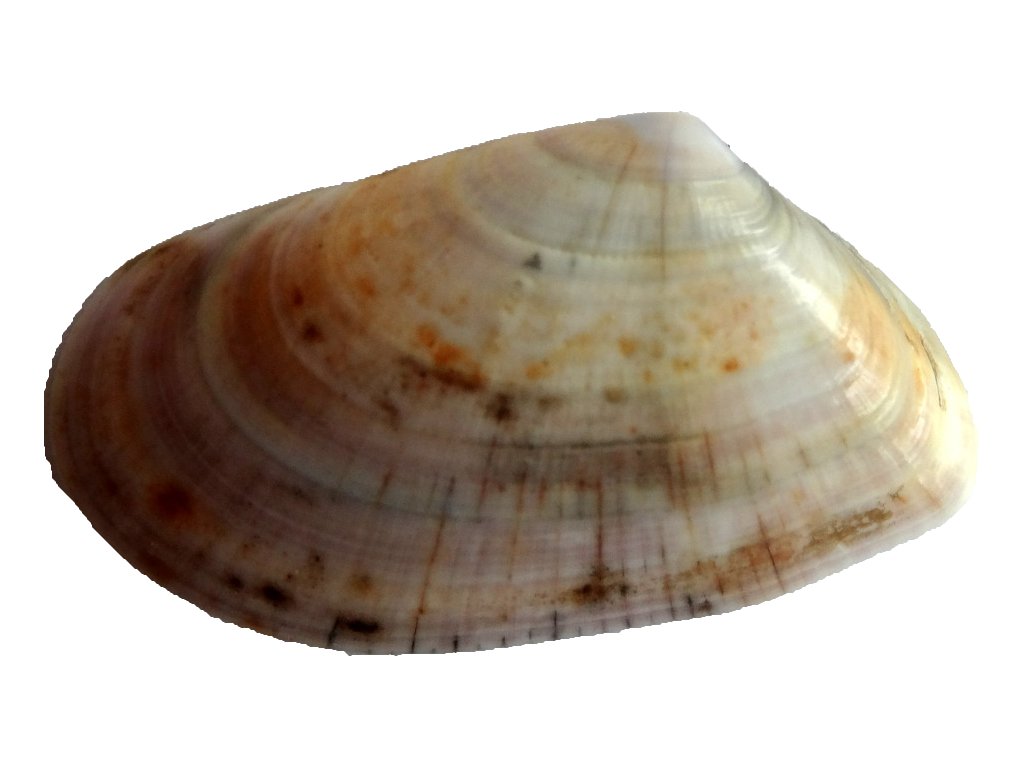 PETXINES: Tellerina, tellina (Donax trunculus)
