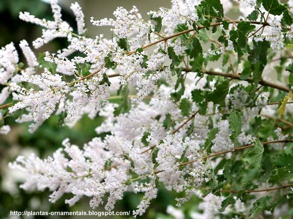 Meu Cantinho Verde: PLUMA-DE-NÉVOA, LIMONETE - ( Tetradenia riparia )